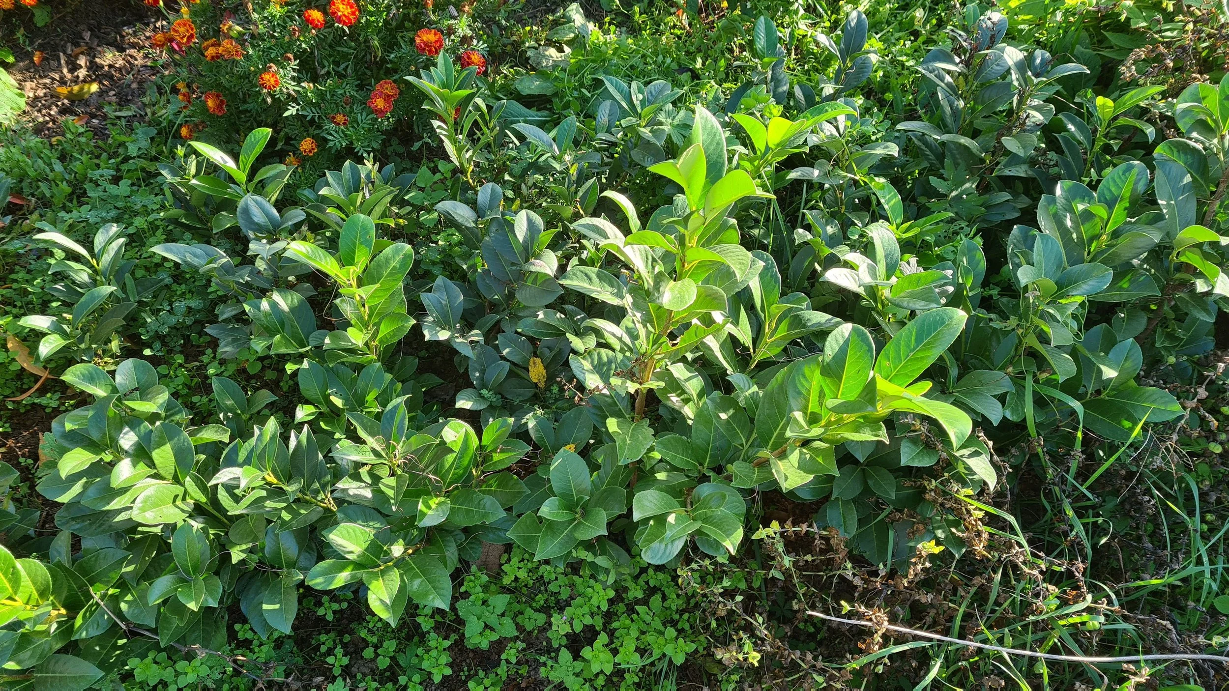 Lovor višnja - Prunus laurocerasus - sadnice — bifurcaria