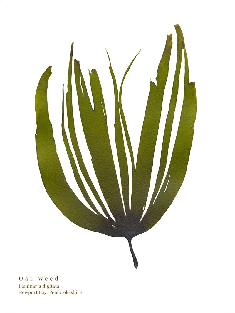 Beautiful Fan Weed Print — Coast and Wild