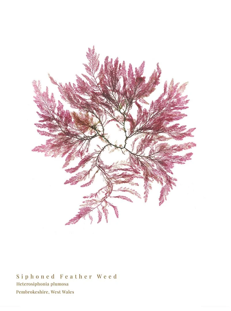 Siphoned Feather Weed Print — Coast and Wild