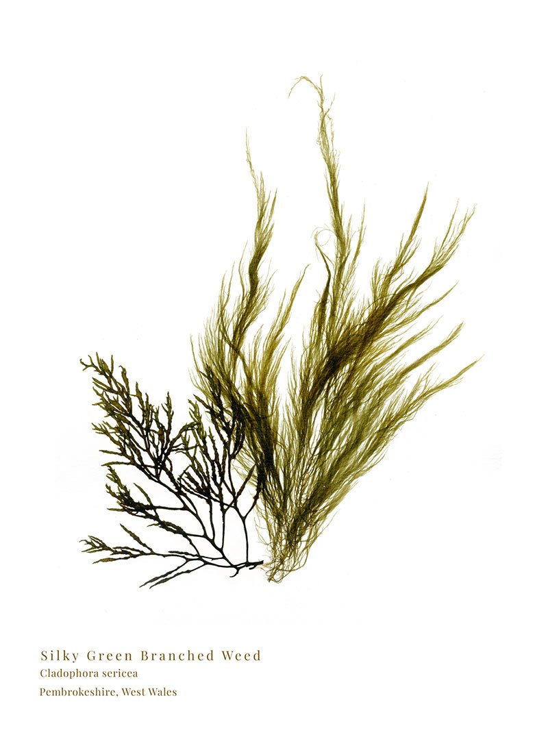 Siphoned Feather Weed Print — Coast and Wild