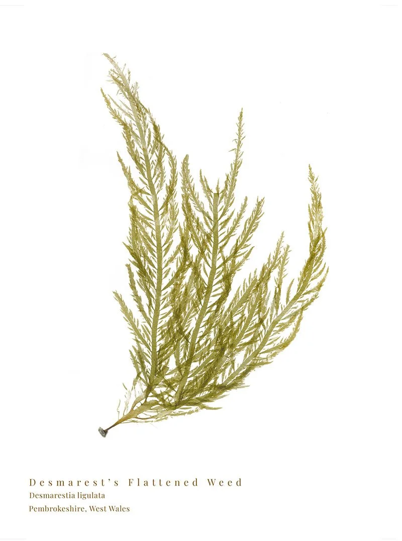 Siphoned Feather Weed Print — Coast and Wild