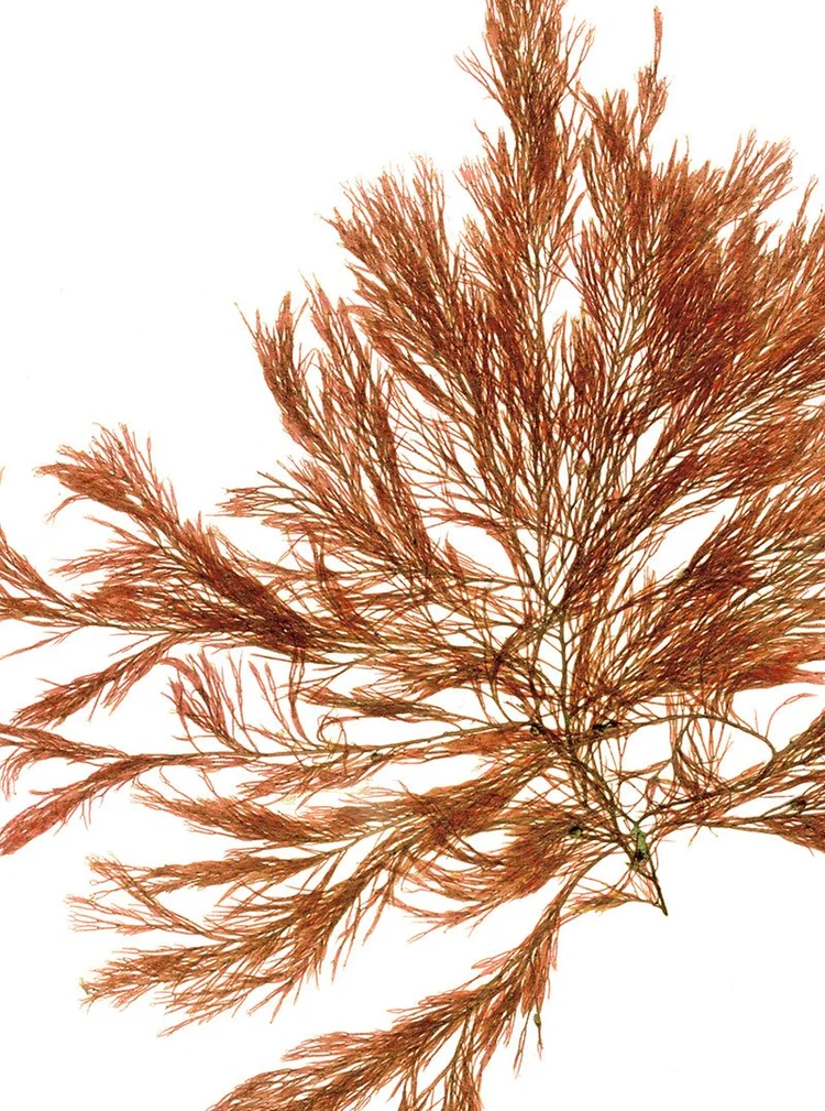 Siphoned Feather Weed Print — Coast and Wild
