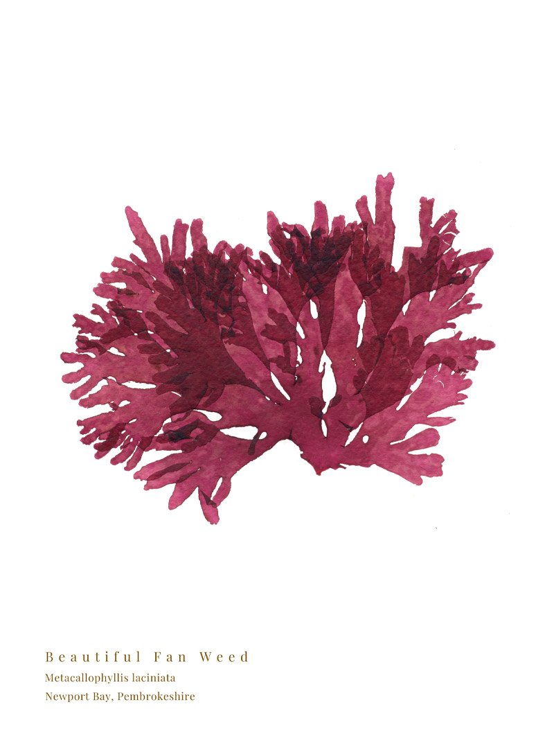 Dulse (Palmaria palmata) pressed seaweed print — Coast and Wild