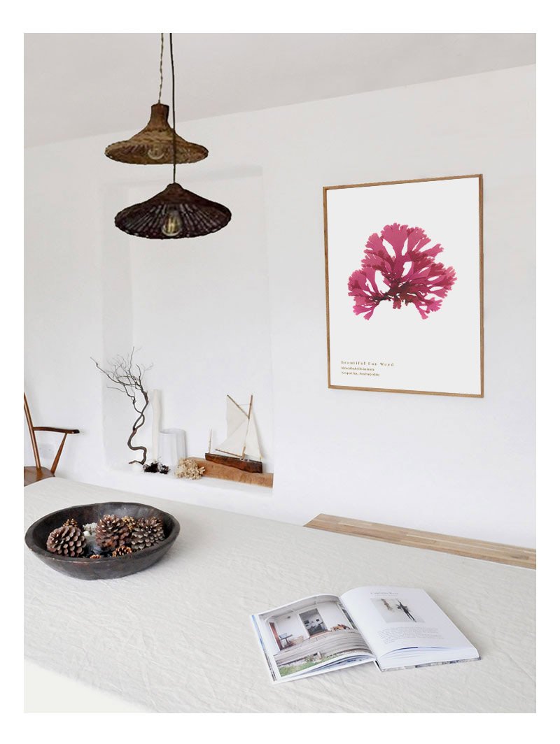 Dulse (Palmaria palmata) pressed seaweed print — Coast and Wild