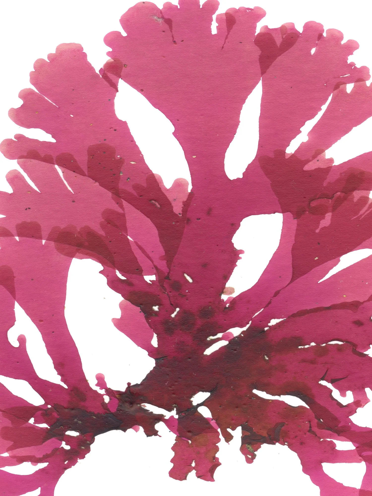 Buy fine art prints of pressed seaweeds and prints of vintage maps ...