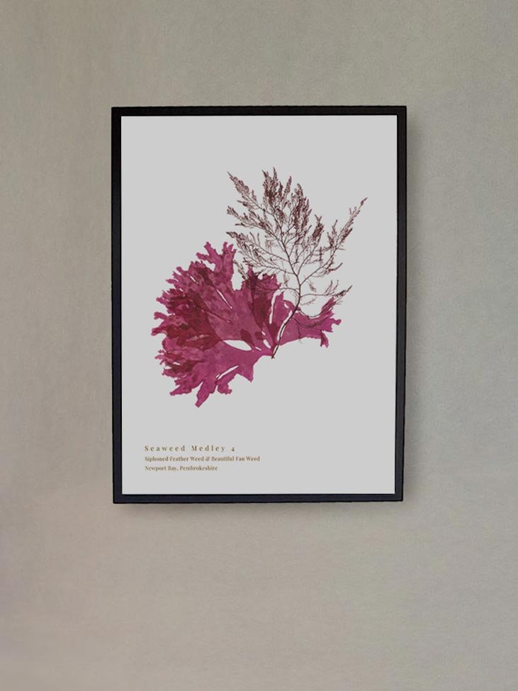 Dulse (Palmaria palmata) pressed seaweed print — Coast and Wild
