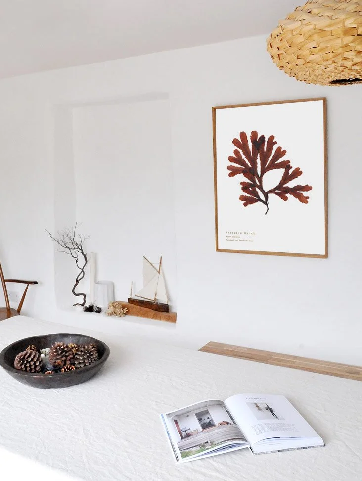 Dulse (Palmaria palmata) pressed seaweed print — Coast and Wild