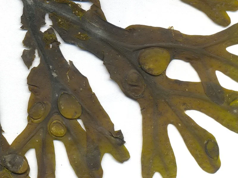 Information about Bladder Wrack seaweed. — Coast and Wild