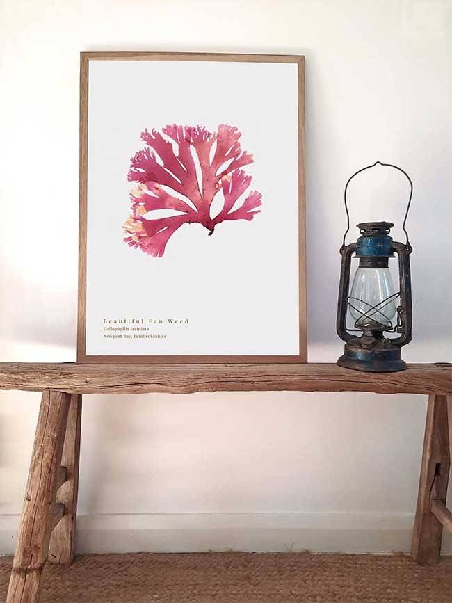 Seaweed Prints by Coast & Wild. Hand pressed by us in Wales.