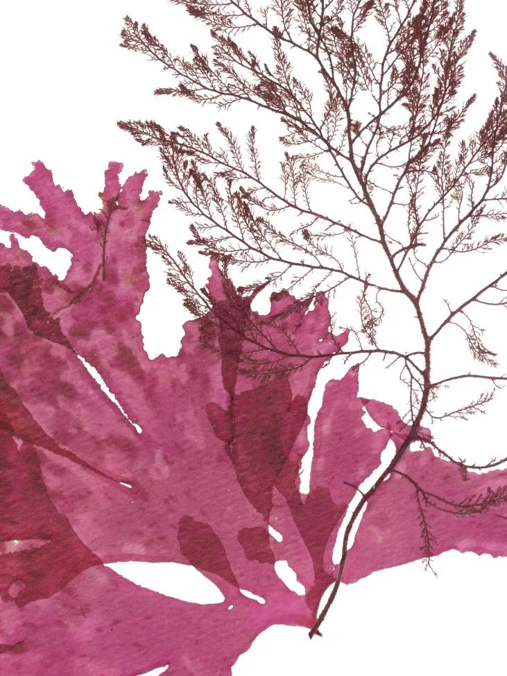 Dulse (Palmaria palmata) pressed seaweed print — Coast and Wild