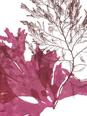 Dulse (Palmaria palmata) pressed seaweed print — Coast and Wild