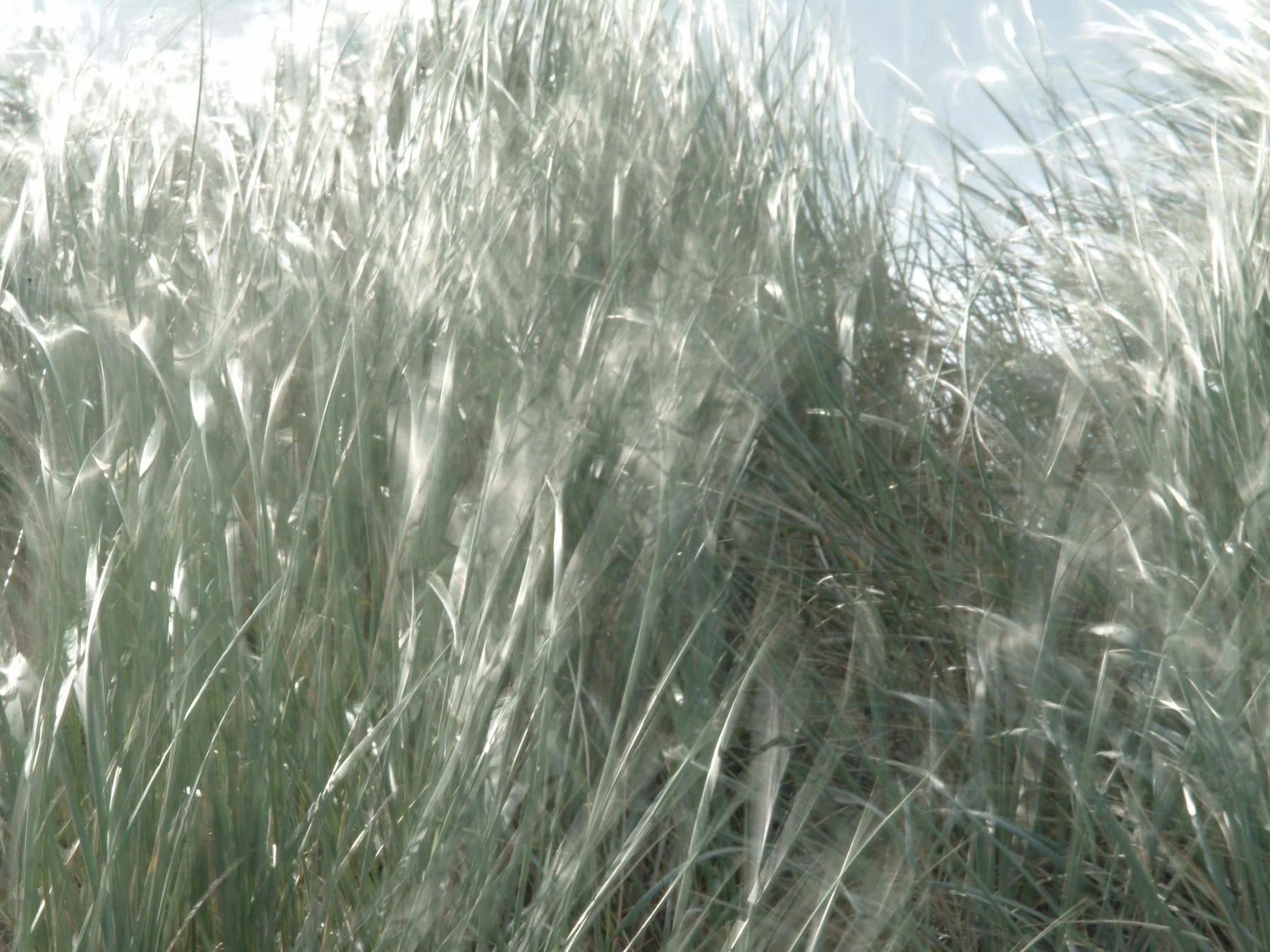 Prints of Botanical Pressed Seaweeds