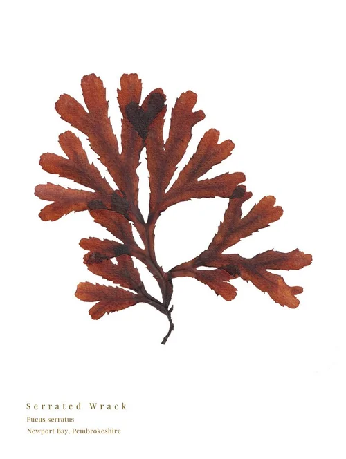 Dulse (Palmaria palmata) pressed seaweed print — Coast and Wild