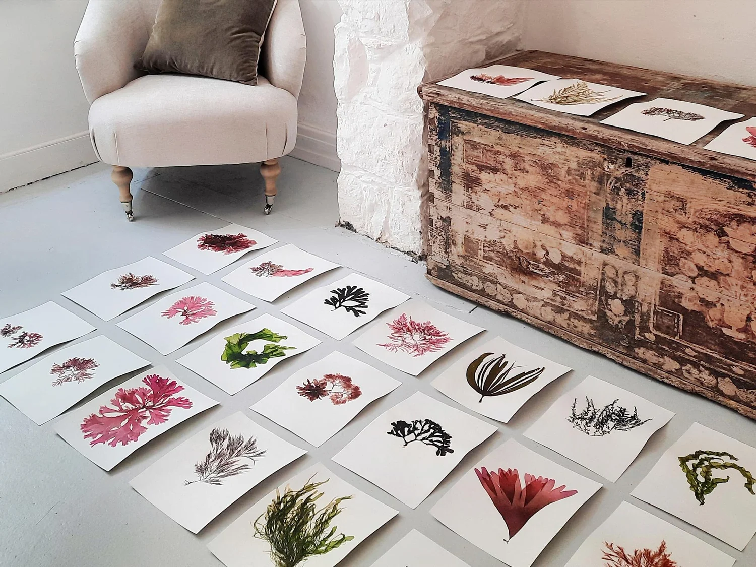 Prints of Botanical Pressed Seaweeds