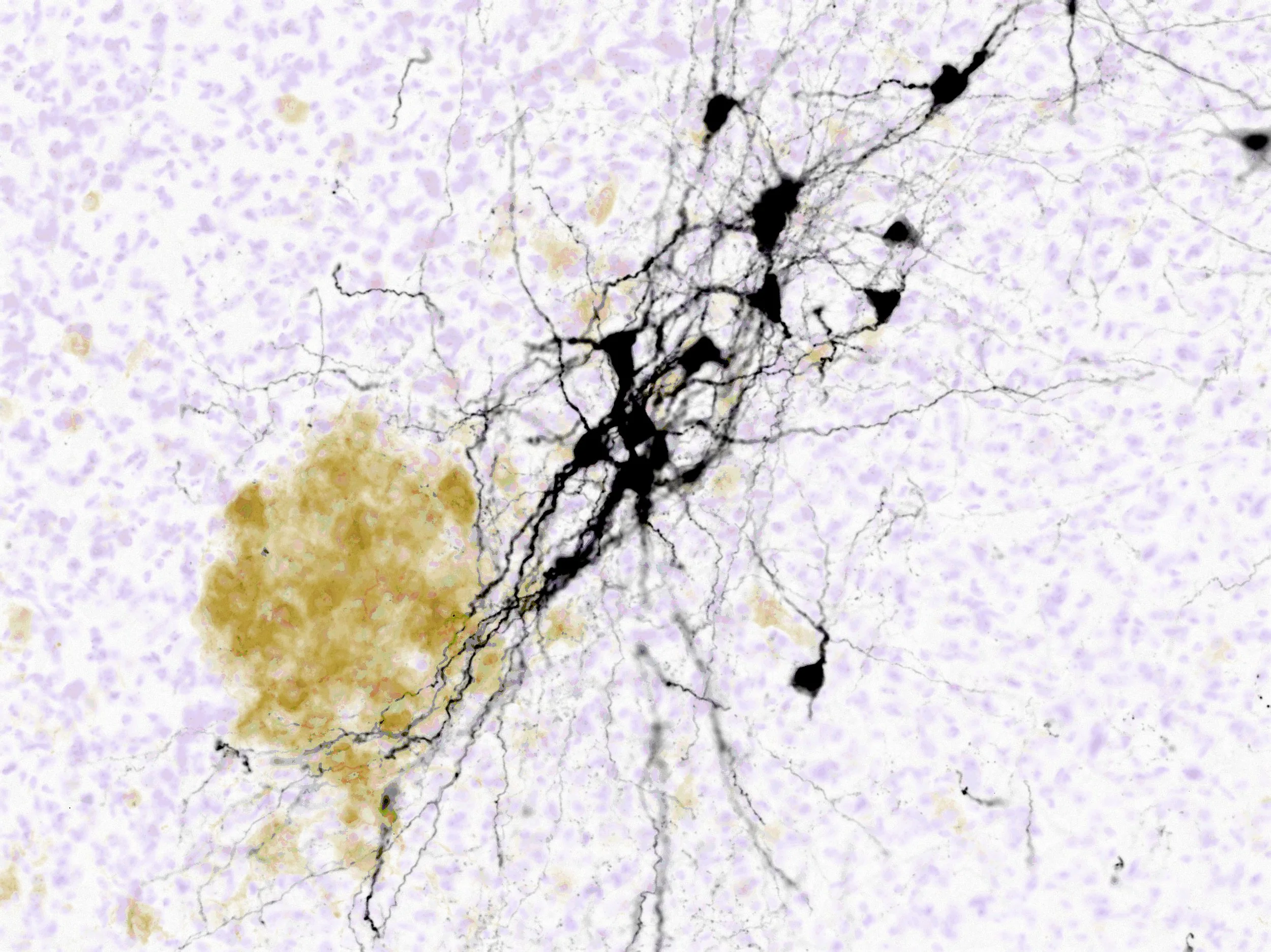 Gallery — Nelson Lab