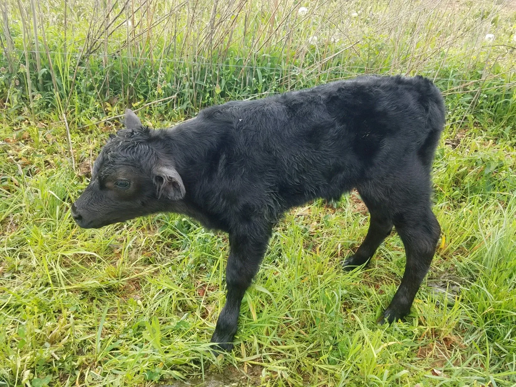 About — Double B Cattle Co.