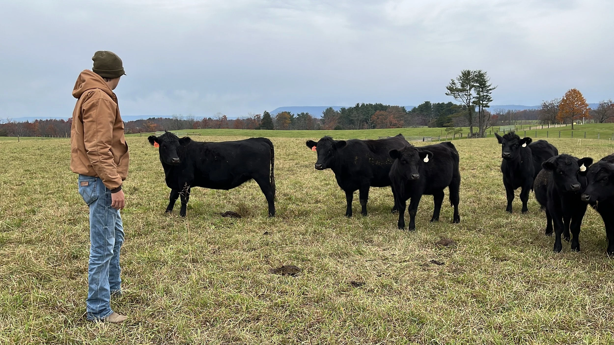 About — Double B Cattle Co.