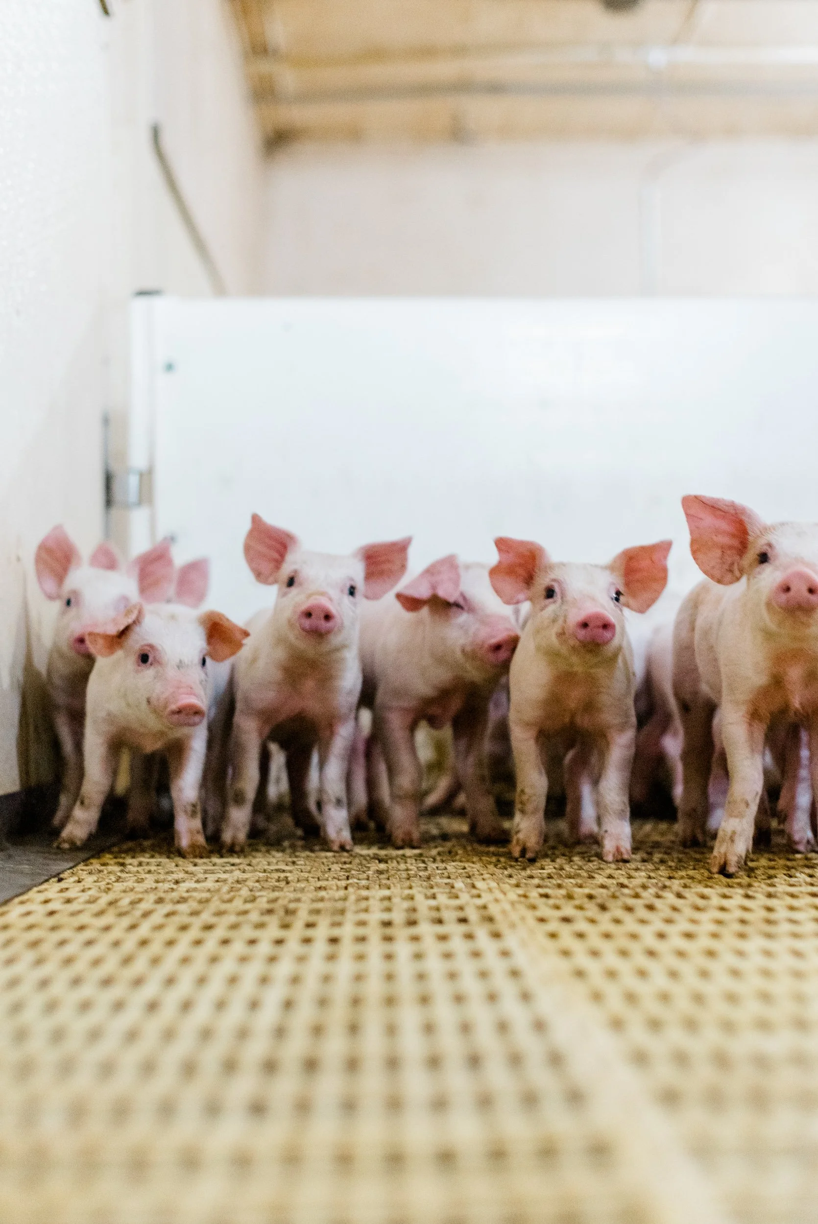 Forth Generation Farmer Jake Storm's Innovation — Hungry For Truth