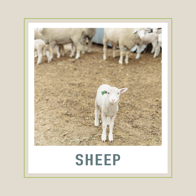 Guide to Farm Animal Vocabulary & Need To Know Terms — Hungry For Truth