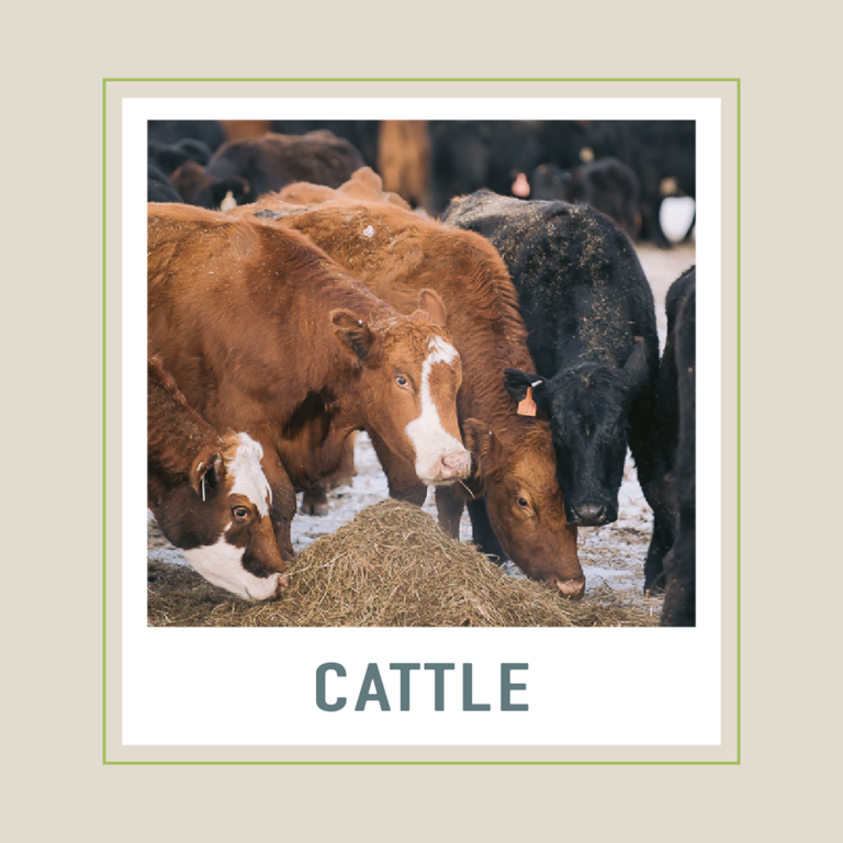 Guide to Farm Animal Vocabulary & Need To Know Terms — Hungry For Truth