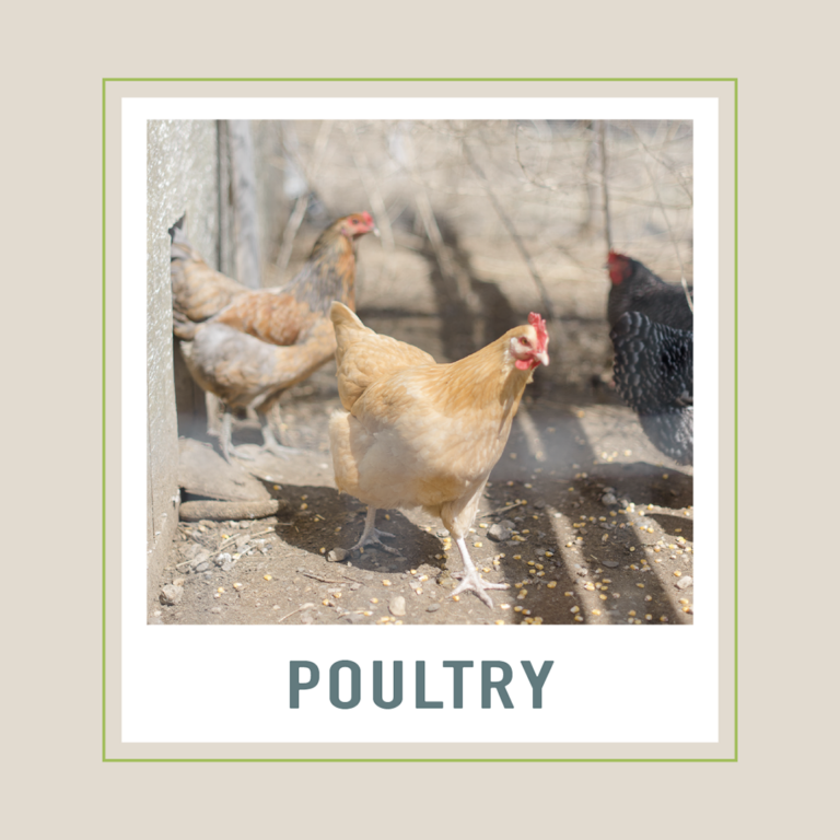 Guide to Farm Animal Vocabulary & Need To Know Terms — Hungry For Truth
