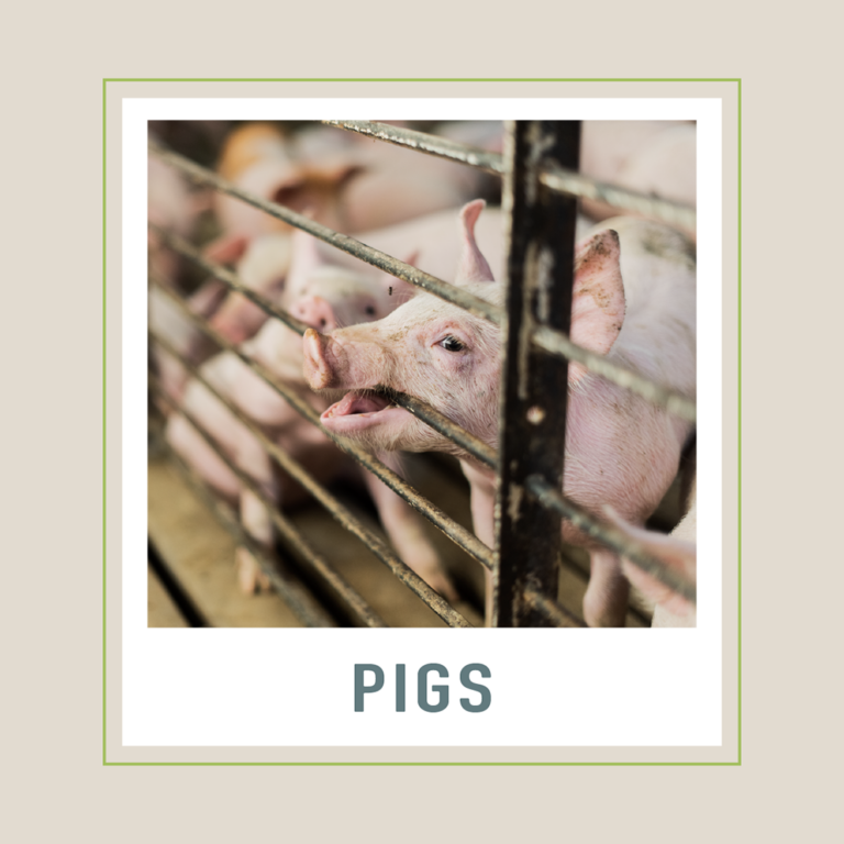 Guide to Farm Animal Vocabulary & Need To Know Terms — Hungry For Truth