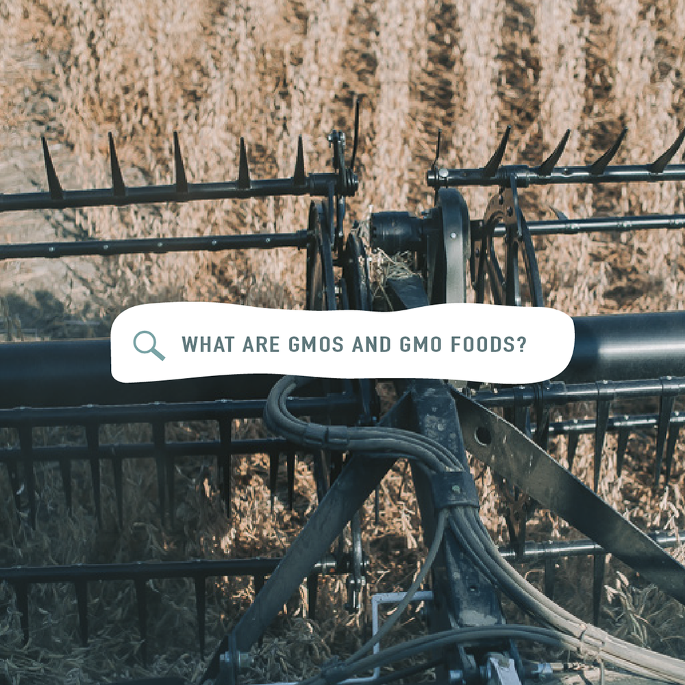 Are GMO Foods Safe? — Hungry For Truth