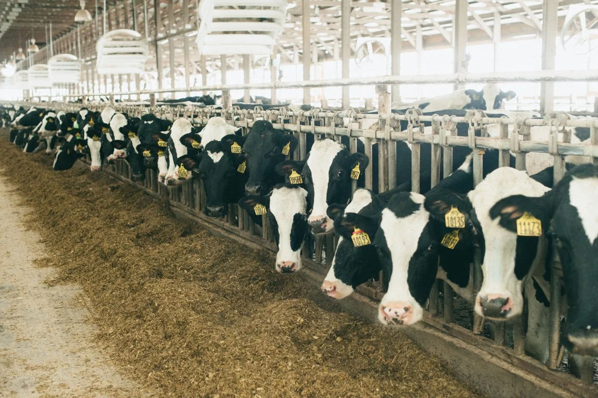Farm to Table: Milk’s Journey and Process — Hungry For Truth