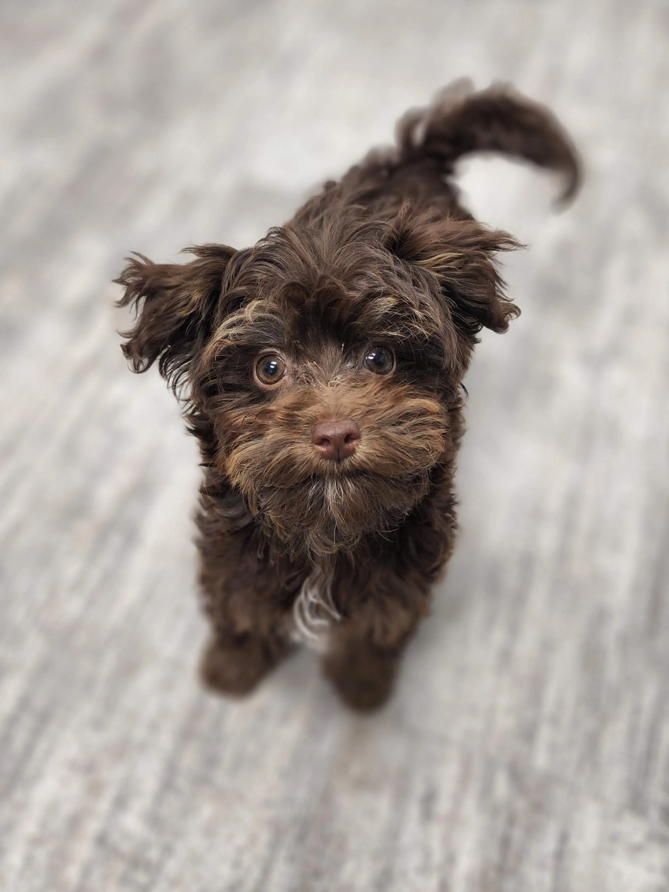 Airdrie Puppy Pals