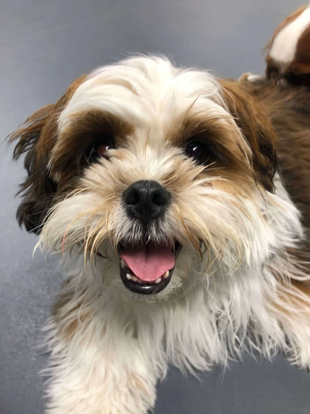 Airdrie Puppy Pals | Dog Training & Dog Daycare
