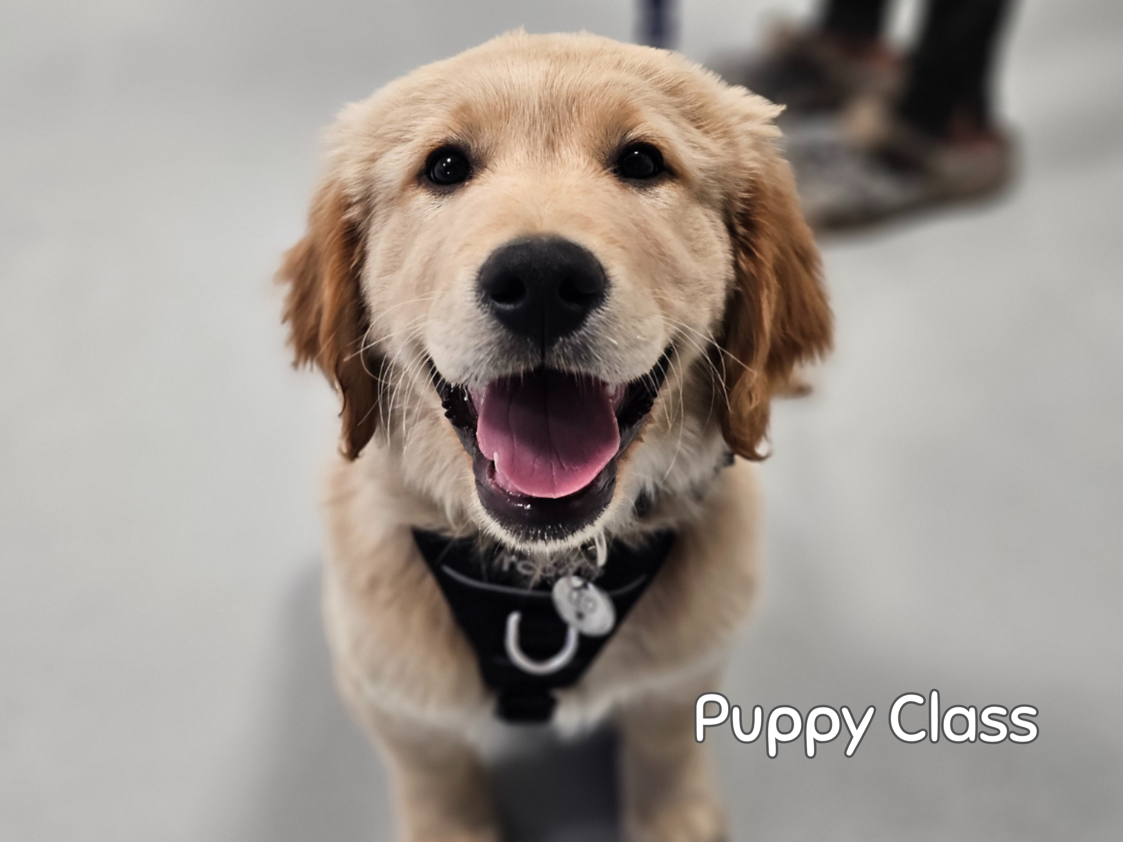 Airdrie Puppy Pals