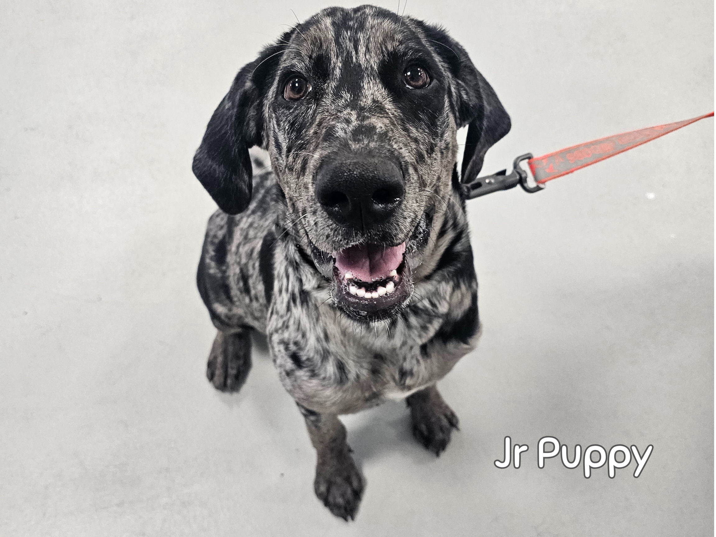 Airdrie Puppy Pals