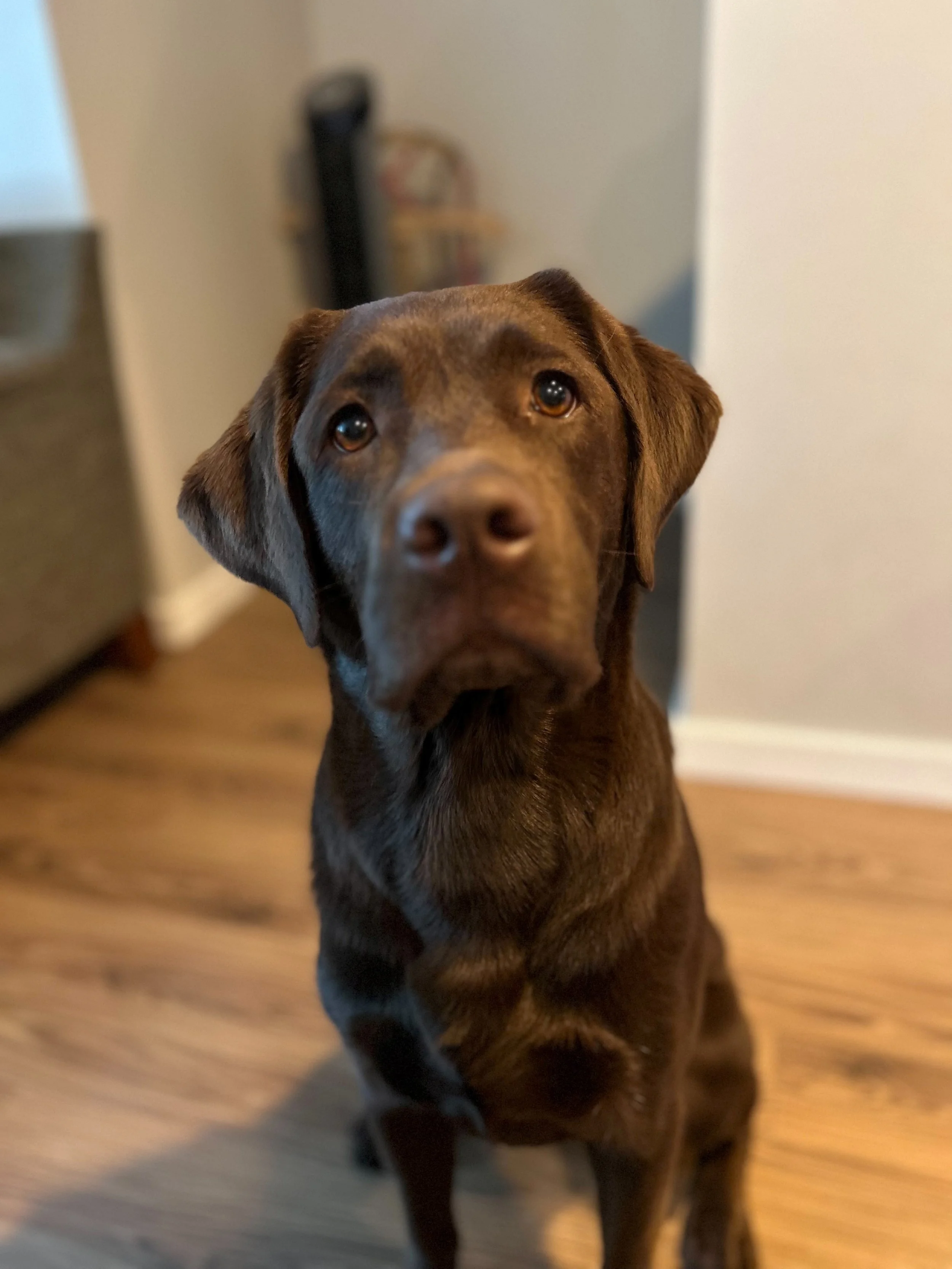 Airdrie Puppy Pals | Dog Training & Dog Daycare