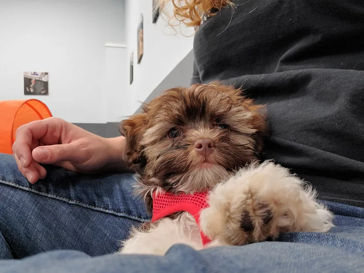 Airdrie Puppy Pals | Dog Training & Dog Daycare