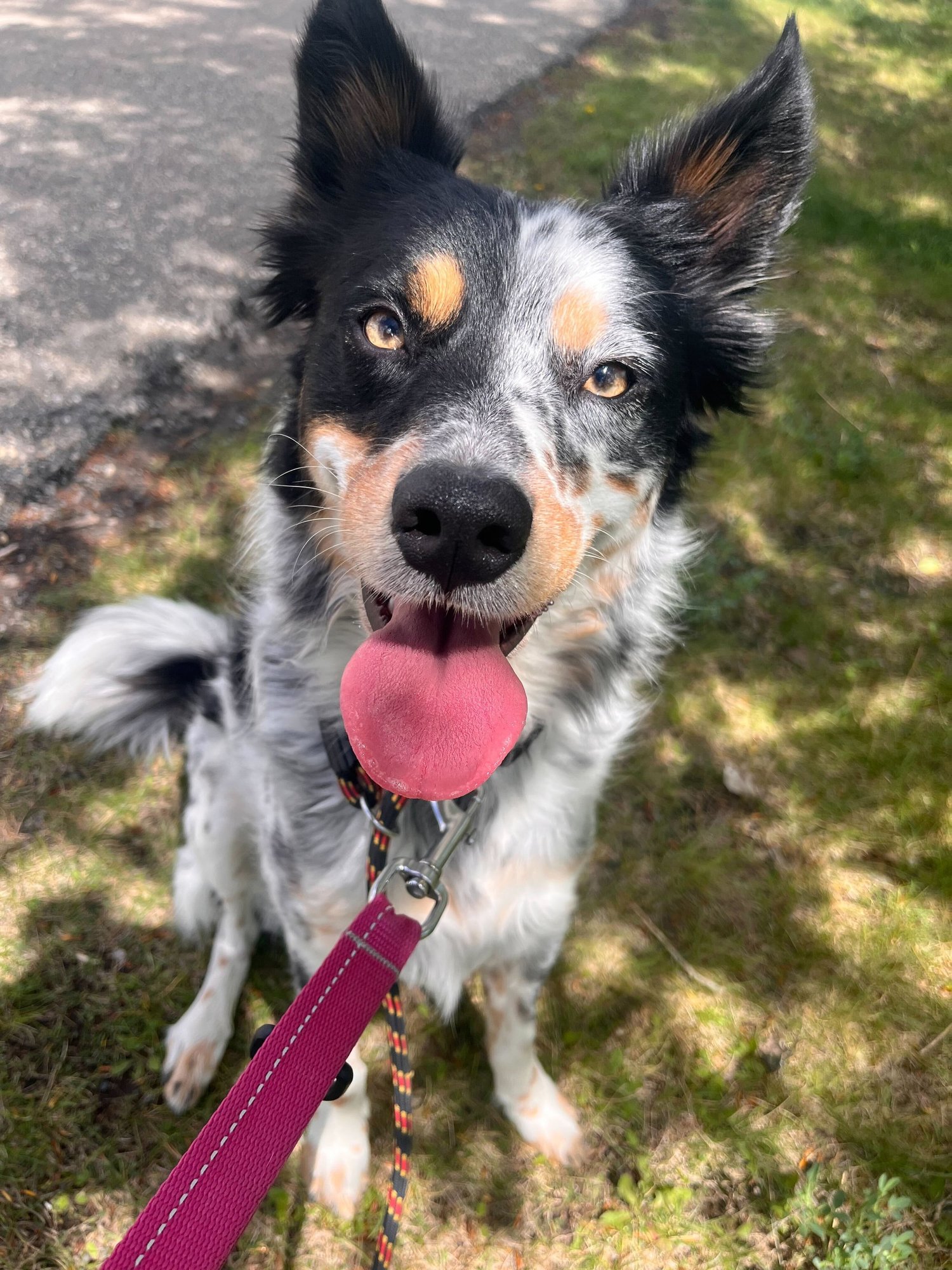 Airdrie Puppy Pals | Dog Training & Dog Daycare