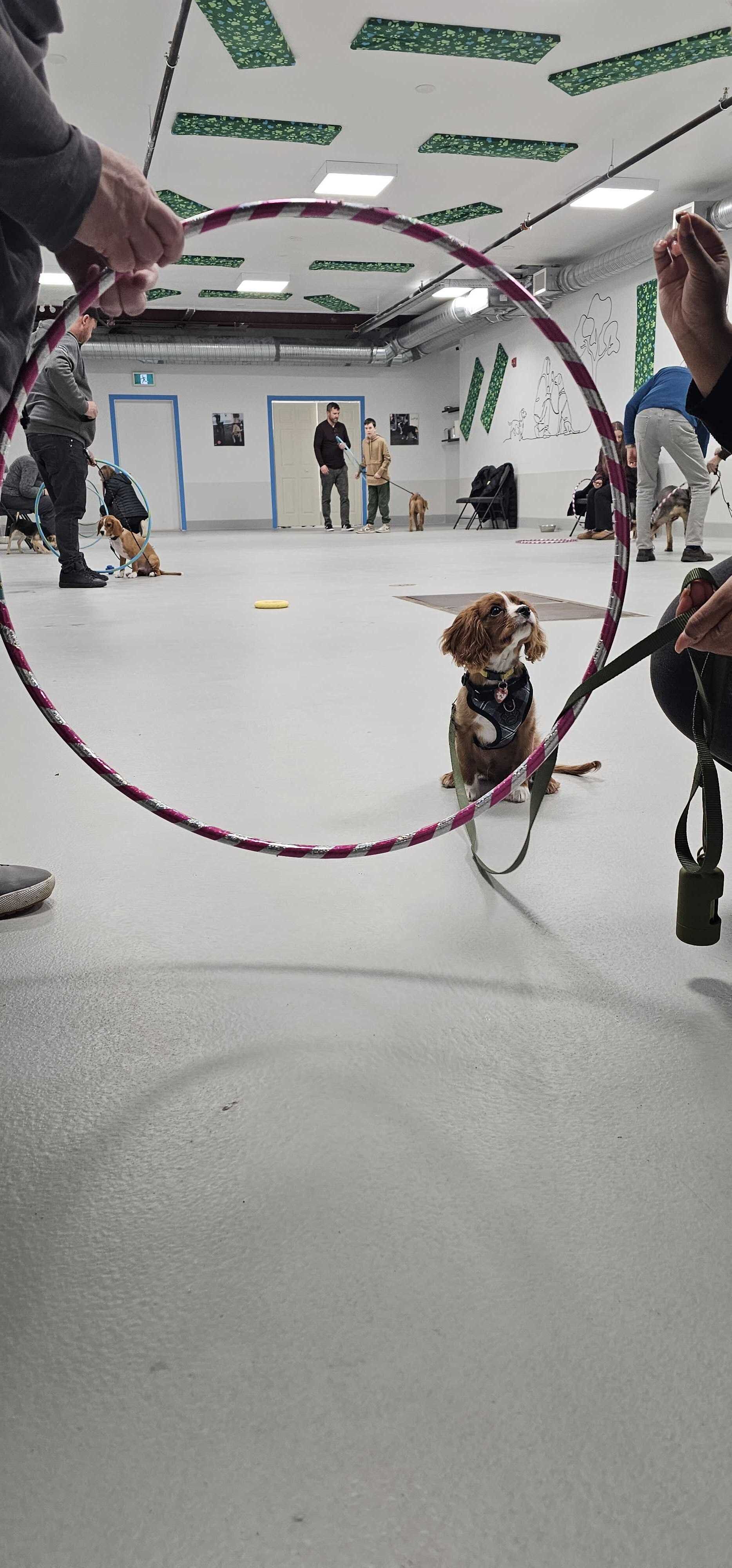 Airdrie Puppy Pals | Dog Daycare & Training in Airdrie, Alberta