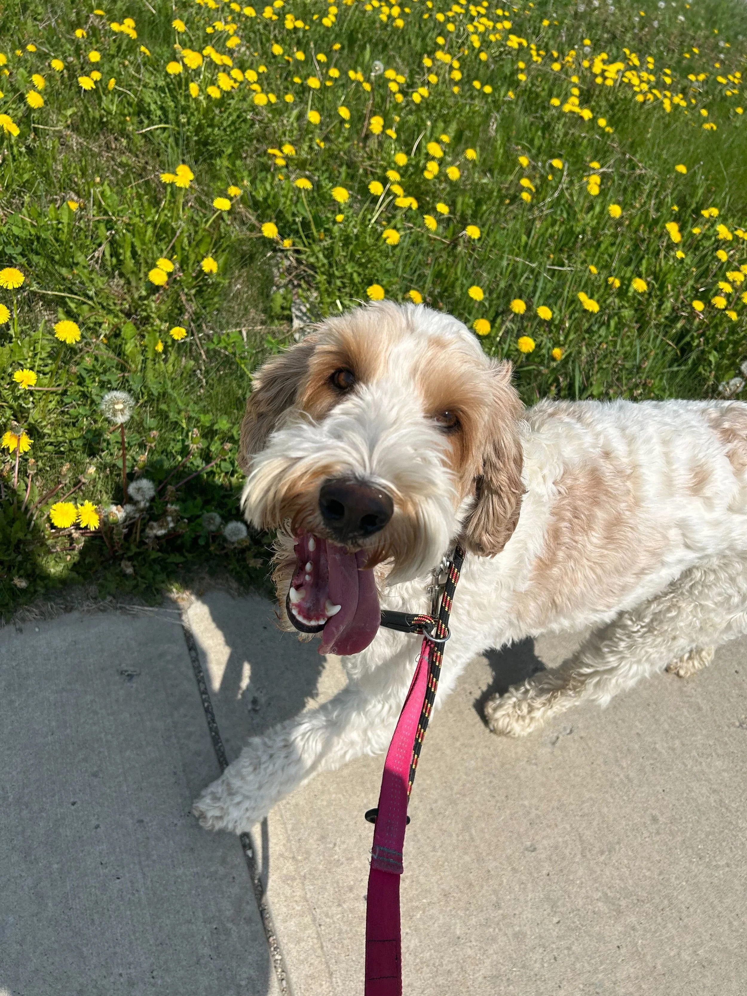 Airdrie Puppy Pals Dog Daycare & Training