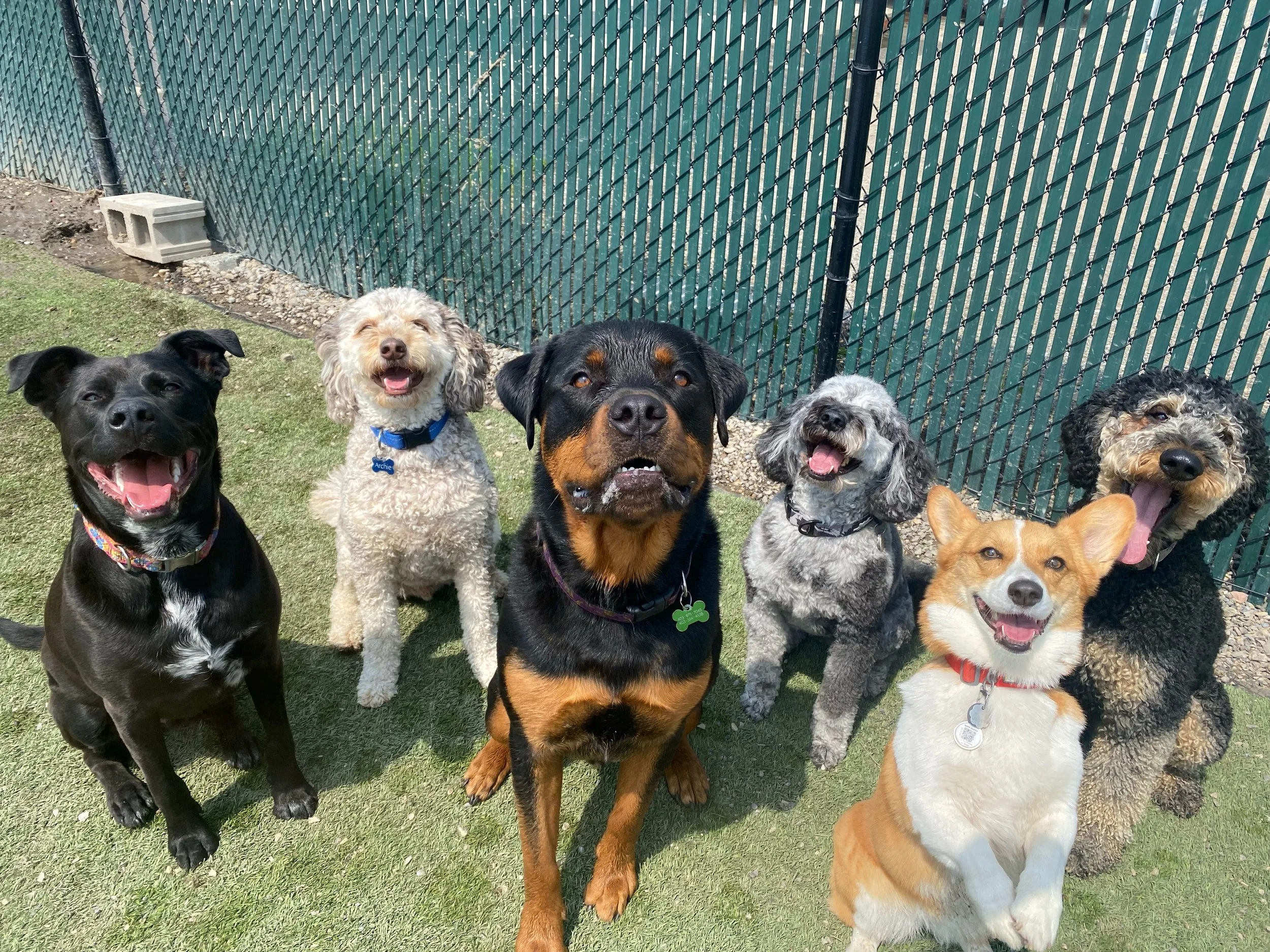Airdrie Puppy Pals | Dog Training & Dog Daycare