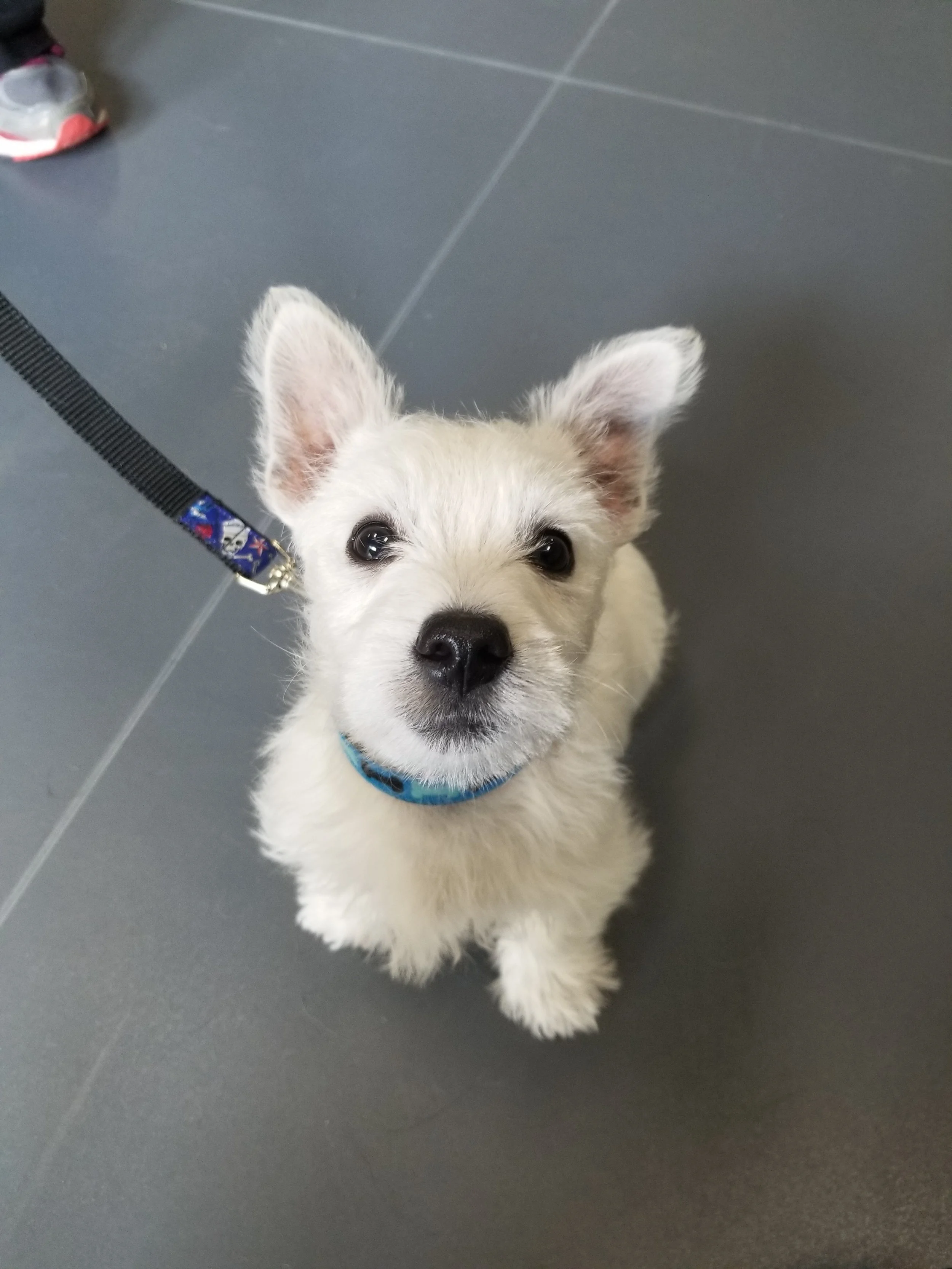 Airdrie Puppy Pals Dog Daycare & Training