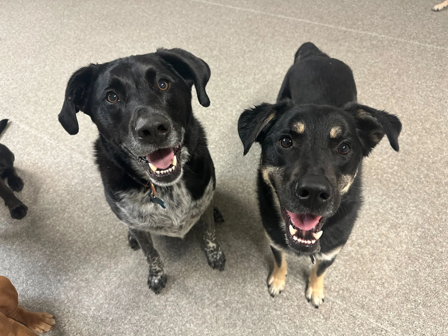 Airdrie Puppy Pals Dog Daycare & Training