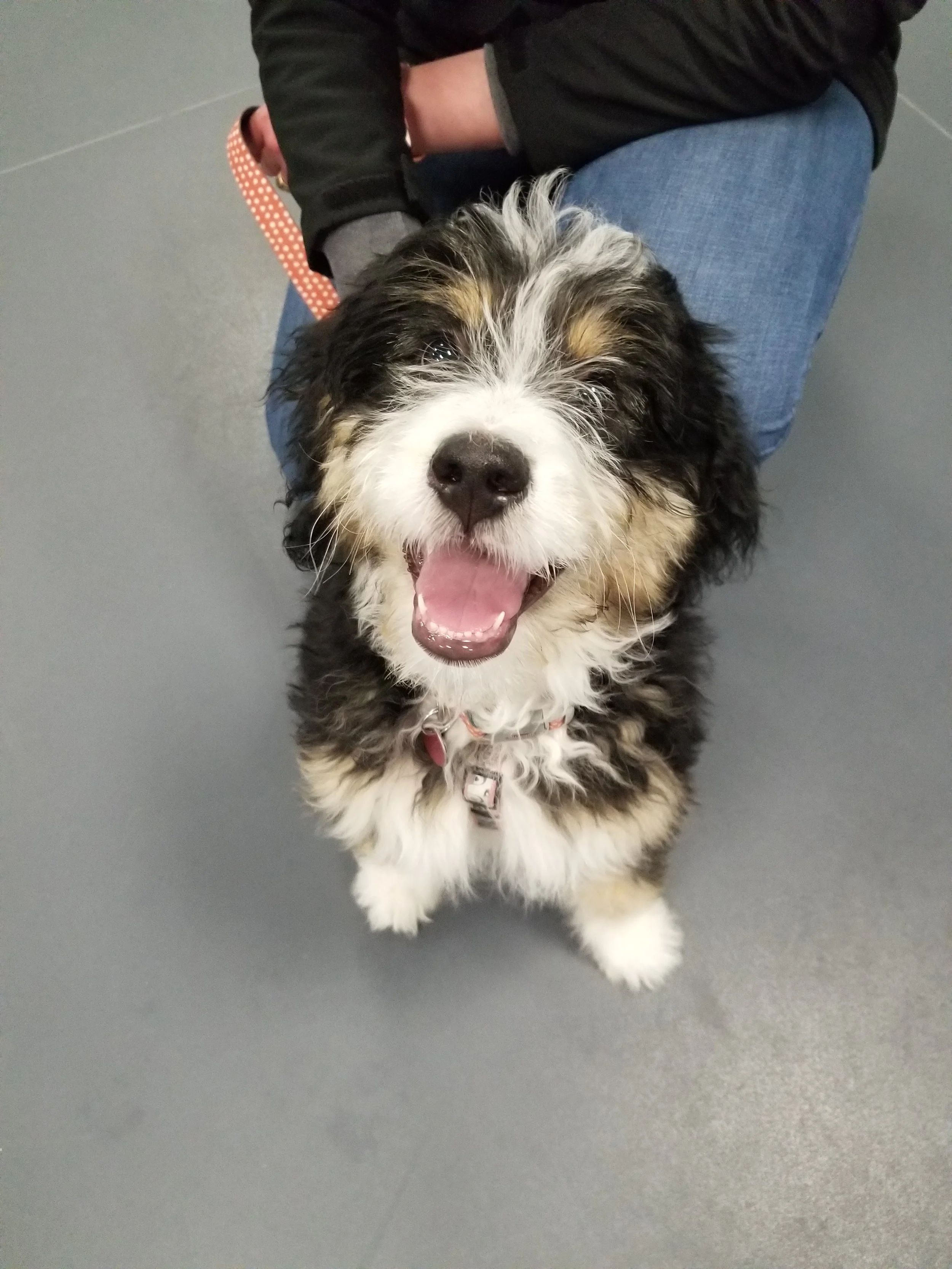 Airdrie Puppy Pals Dog Daycare & Training