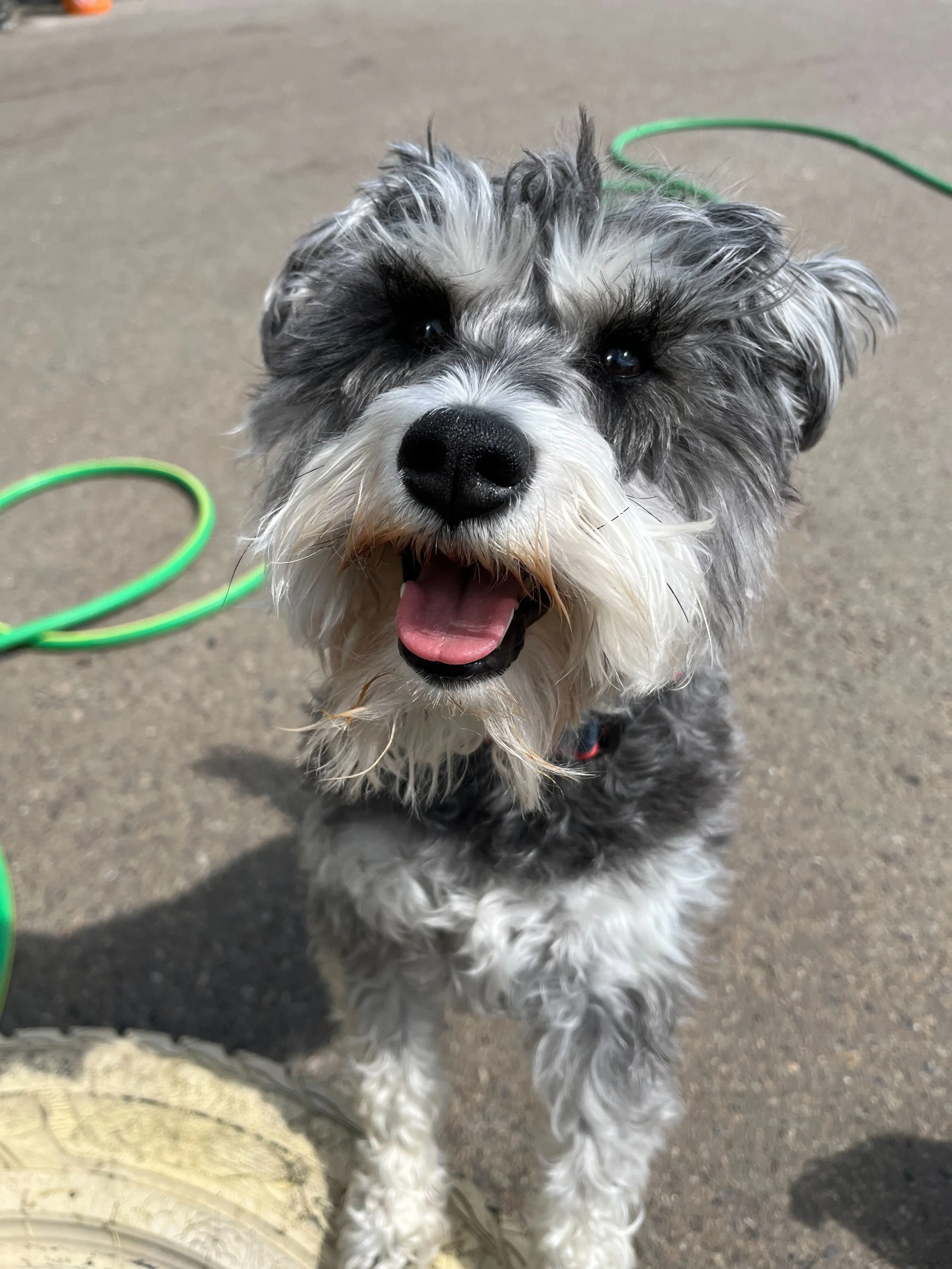 Airdrie Puppy Pals | Dog Training & Dog Daycare