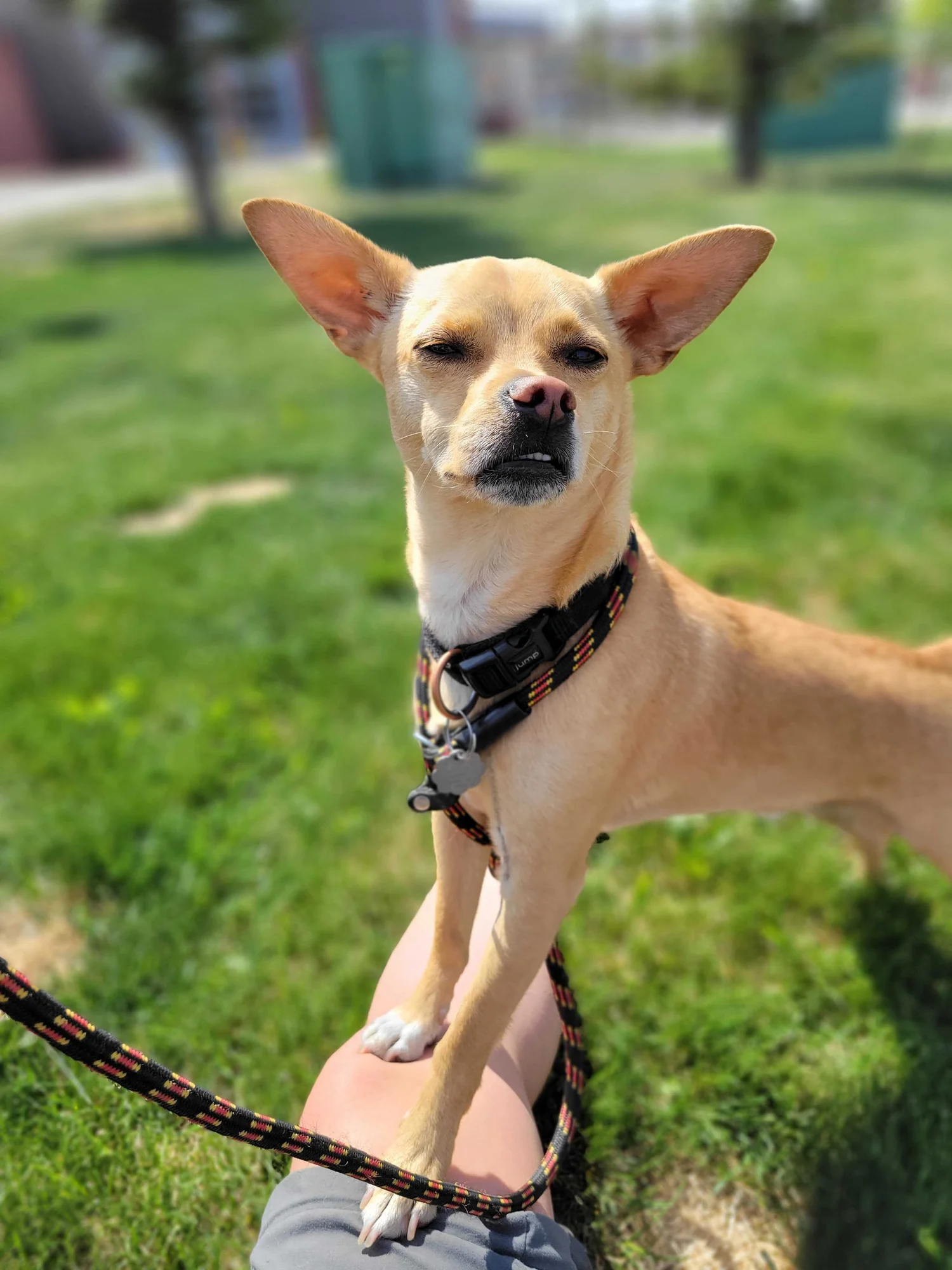 Airdrie Puppy Pals | Dog Training & Dog Daycare
