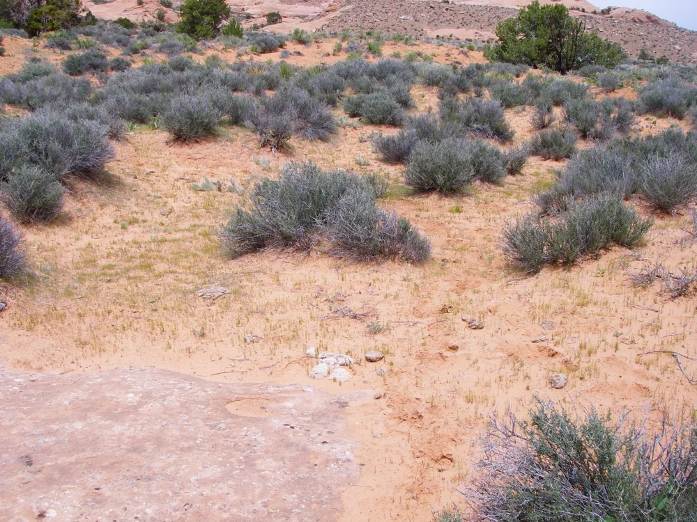 Chaparral (Larrea tridentata): Healing Properties of the Creosote Bush ...