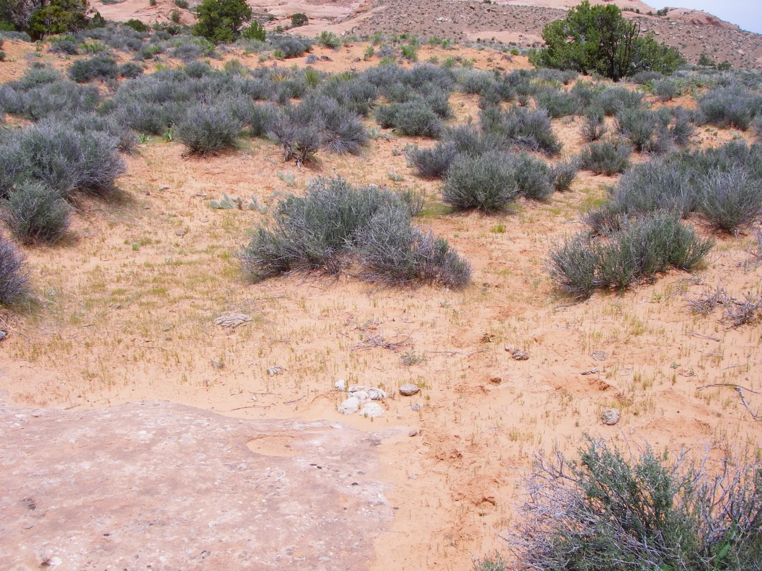 Chaparral (Larrea tridentata): Healing Properties of the Creosote Bush ...