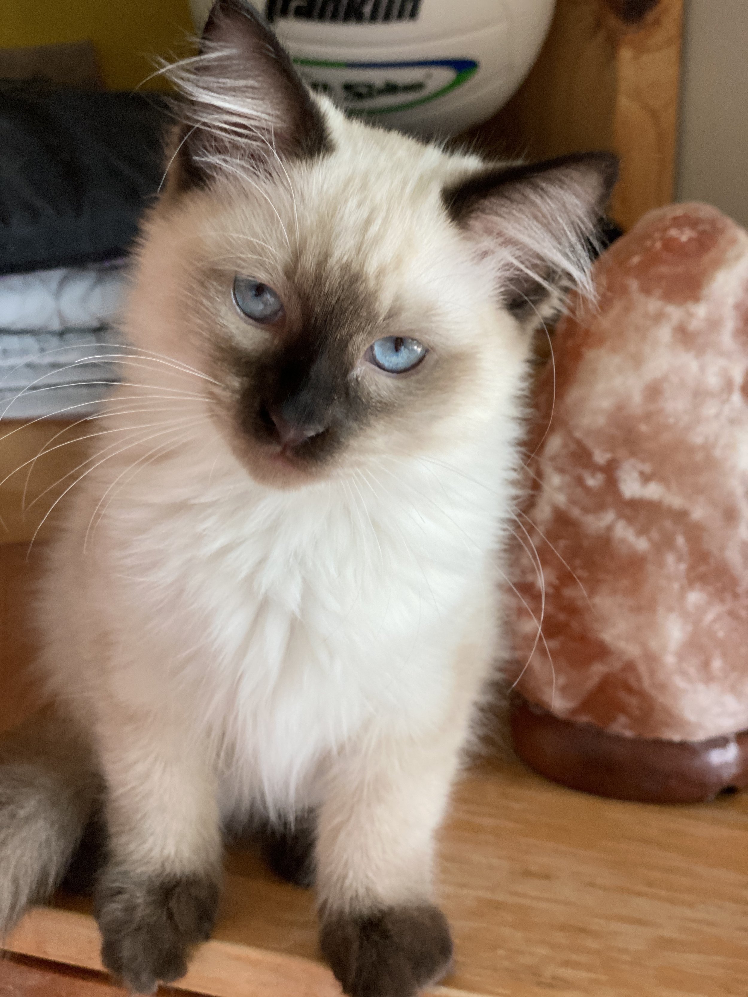 how much Scottish Fold Kitten cost, siamese kittens for sale — Sequim ...