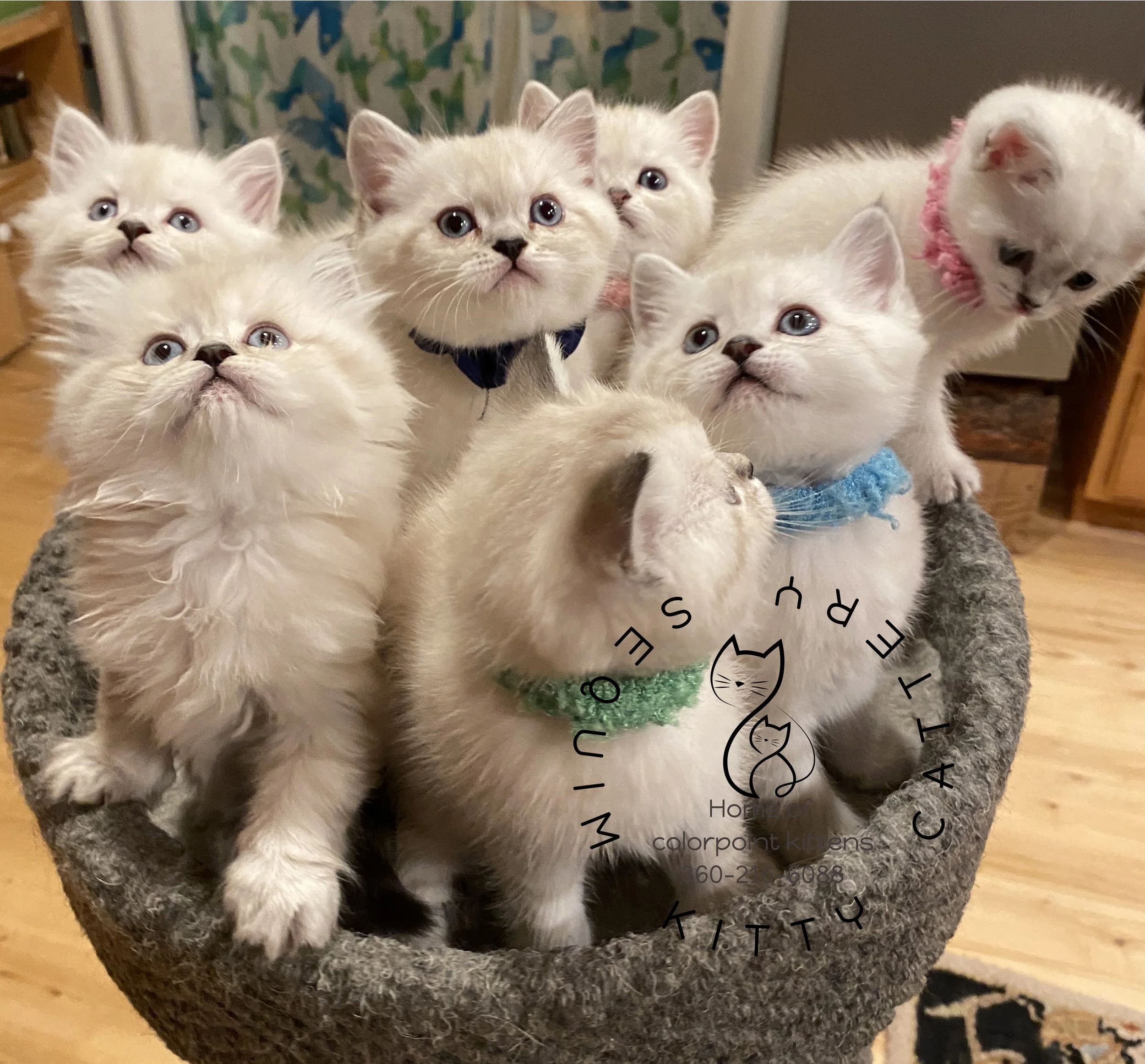 Sequim Kitty Cattery Home of Colorpoint Kittens 360-216-6088