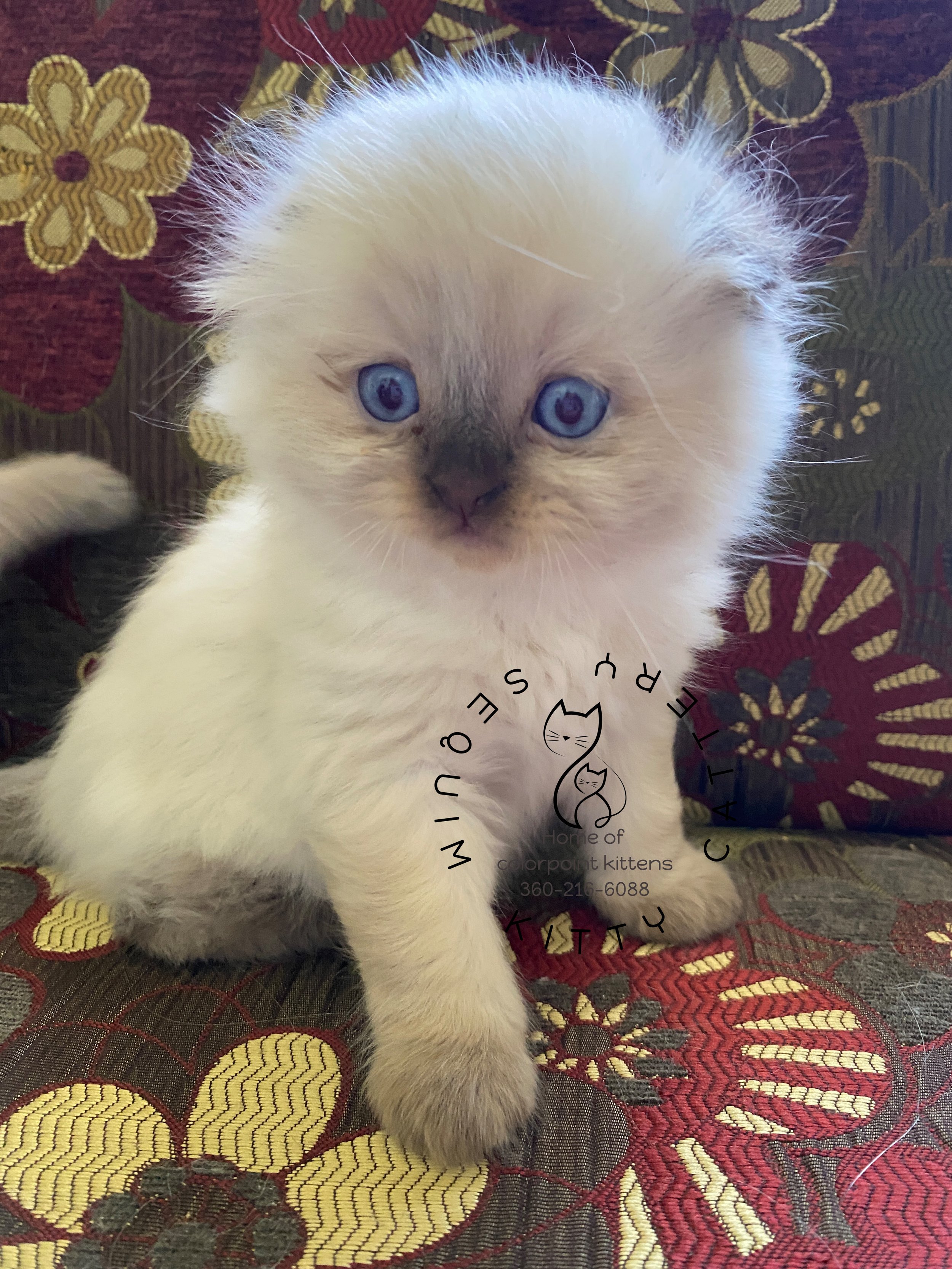 Sequim Kitty Cattery Home of Colorpoint Kittens 360-216-6088 kittens ...