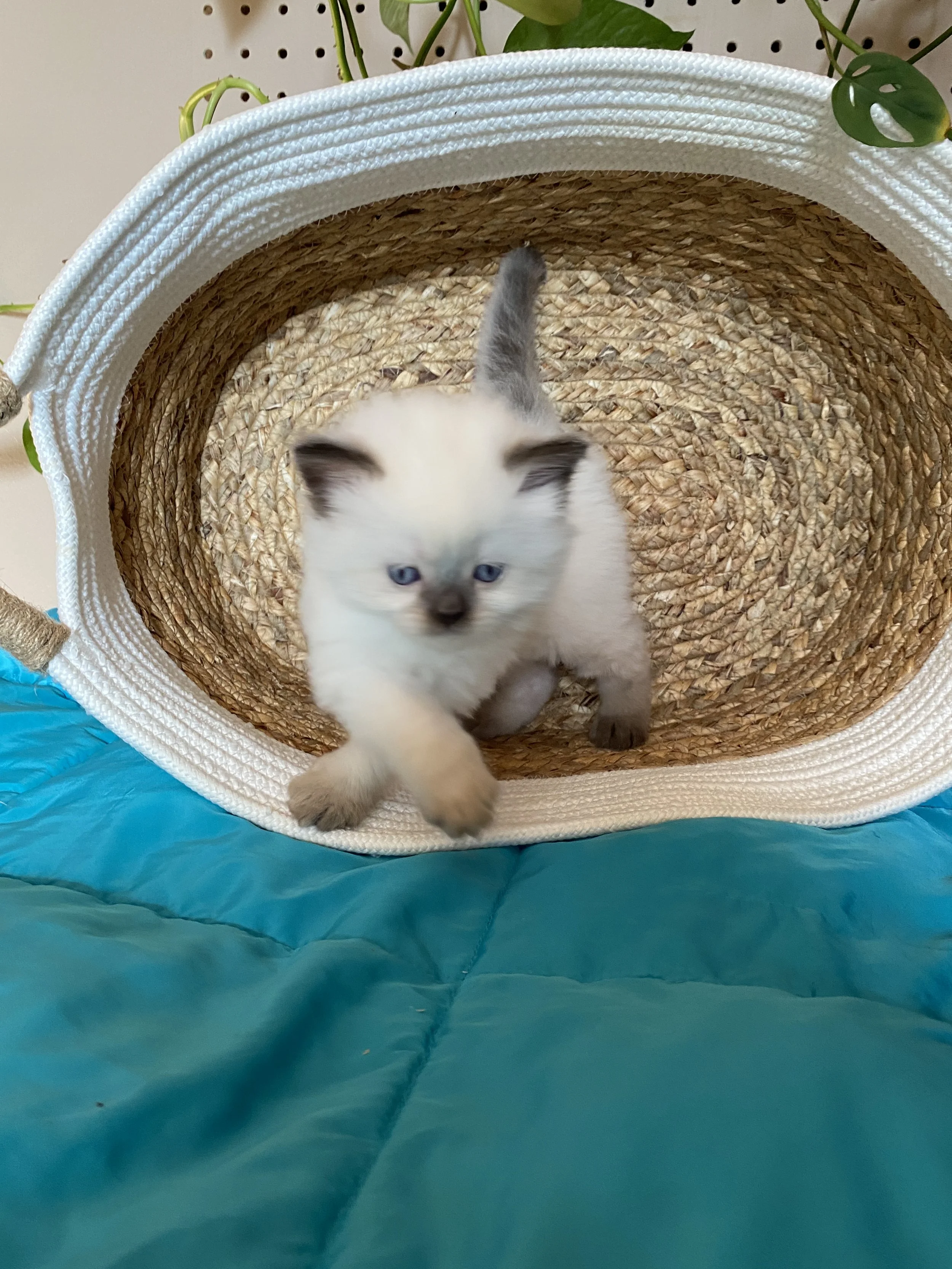Scottish Fold Kittens for sale, siamese kittens for sale — Sequim Kitty ...