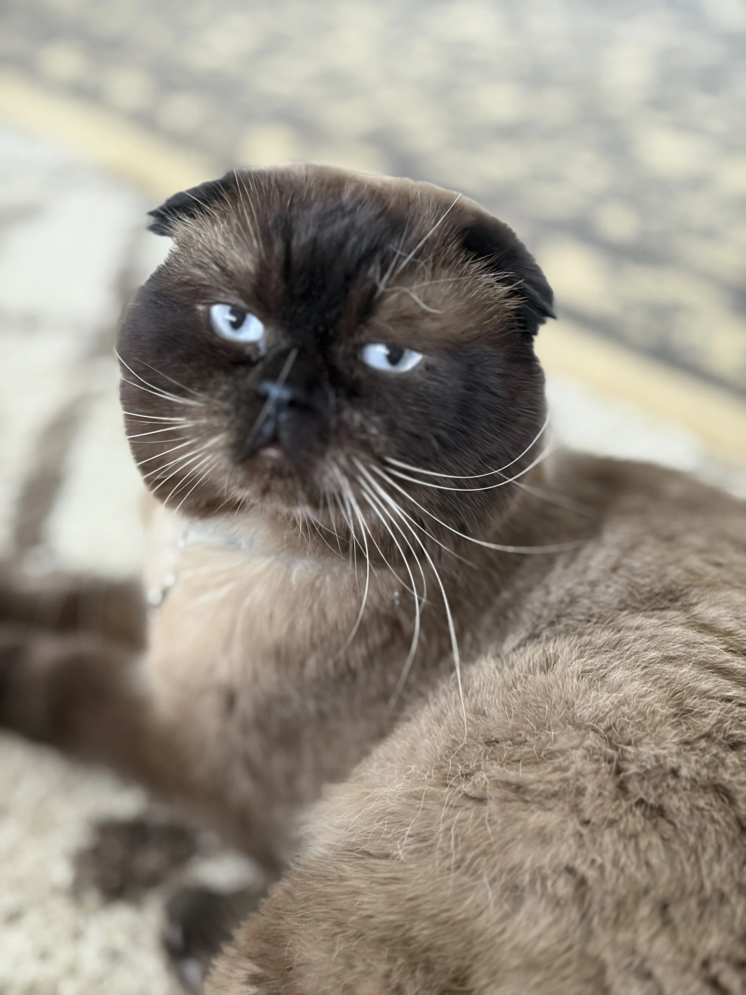 Scottish fold breeder
